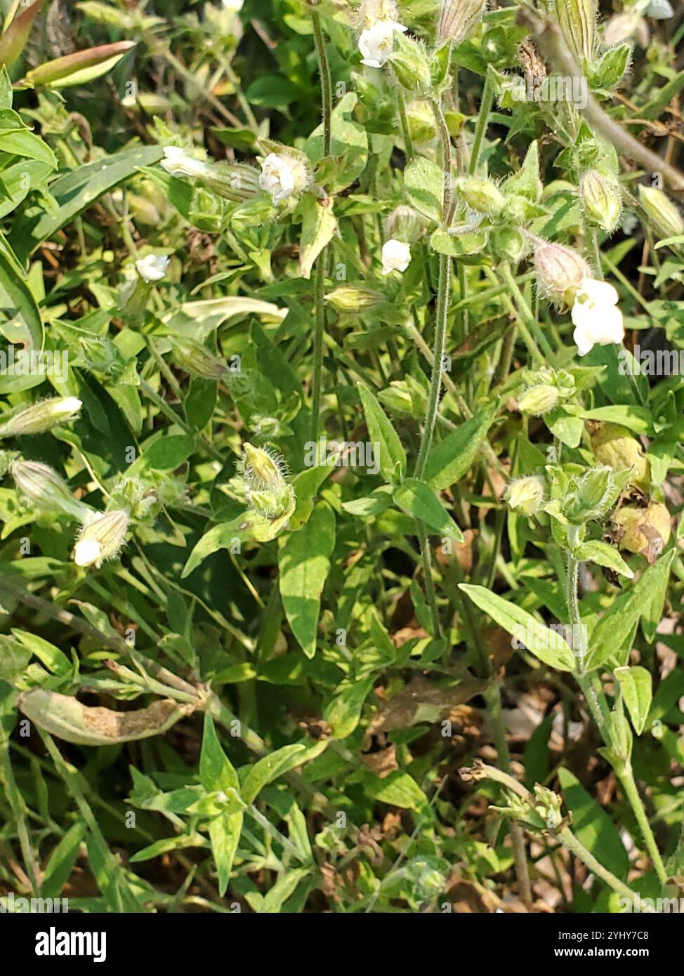common soapwort (Saponaria officinalis Stock Photo - Alamy
