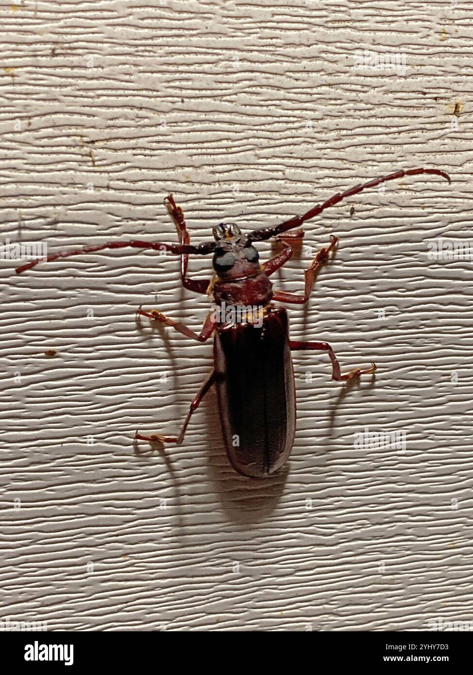 Brown Prionid (Orthosoma brunneum Stock Photo - Alamy