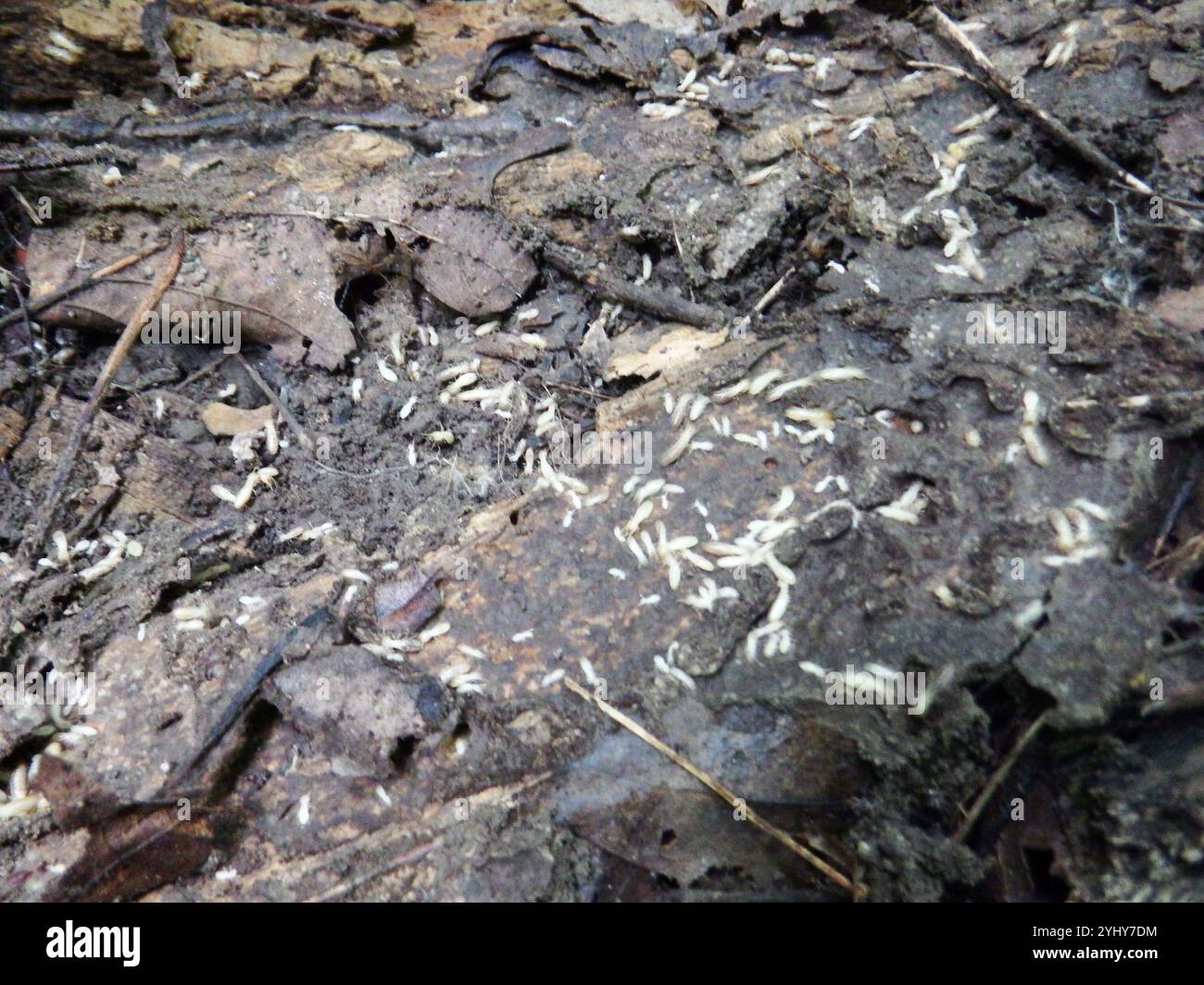 Eastern Subterranean Termite (Reticulitermes flavipes Stock Photo - Alamy