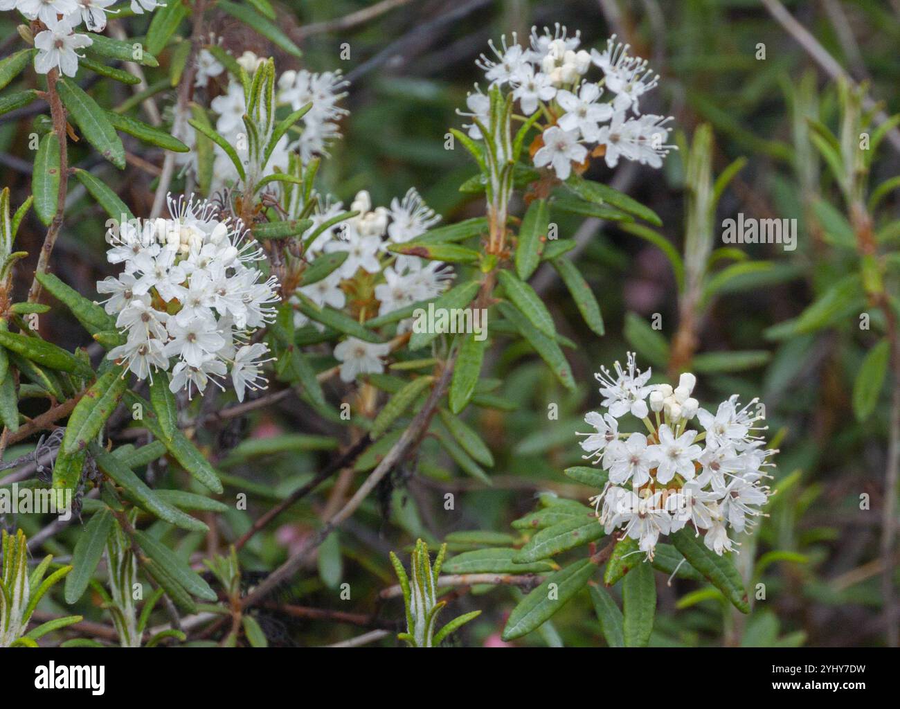 Bog Labrador Tea (Rhododendron groenlandicum Stock Photo - Alamy