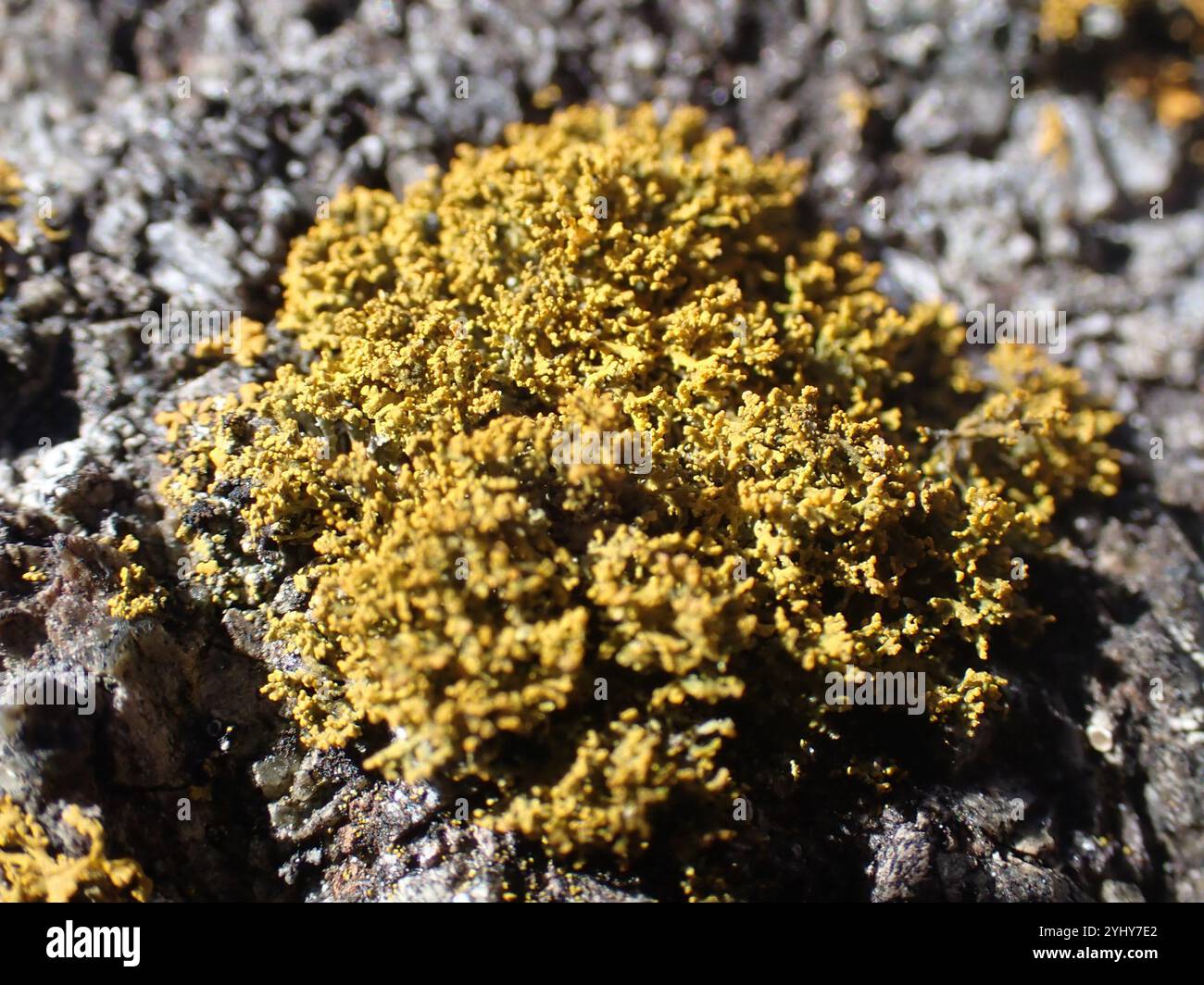Shrubby Sunburst Lichen (Polycauliona candelaria Stock Photo - Alamy