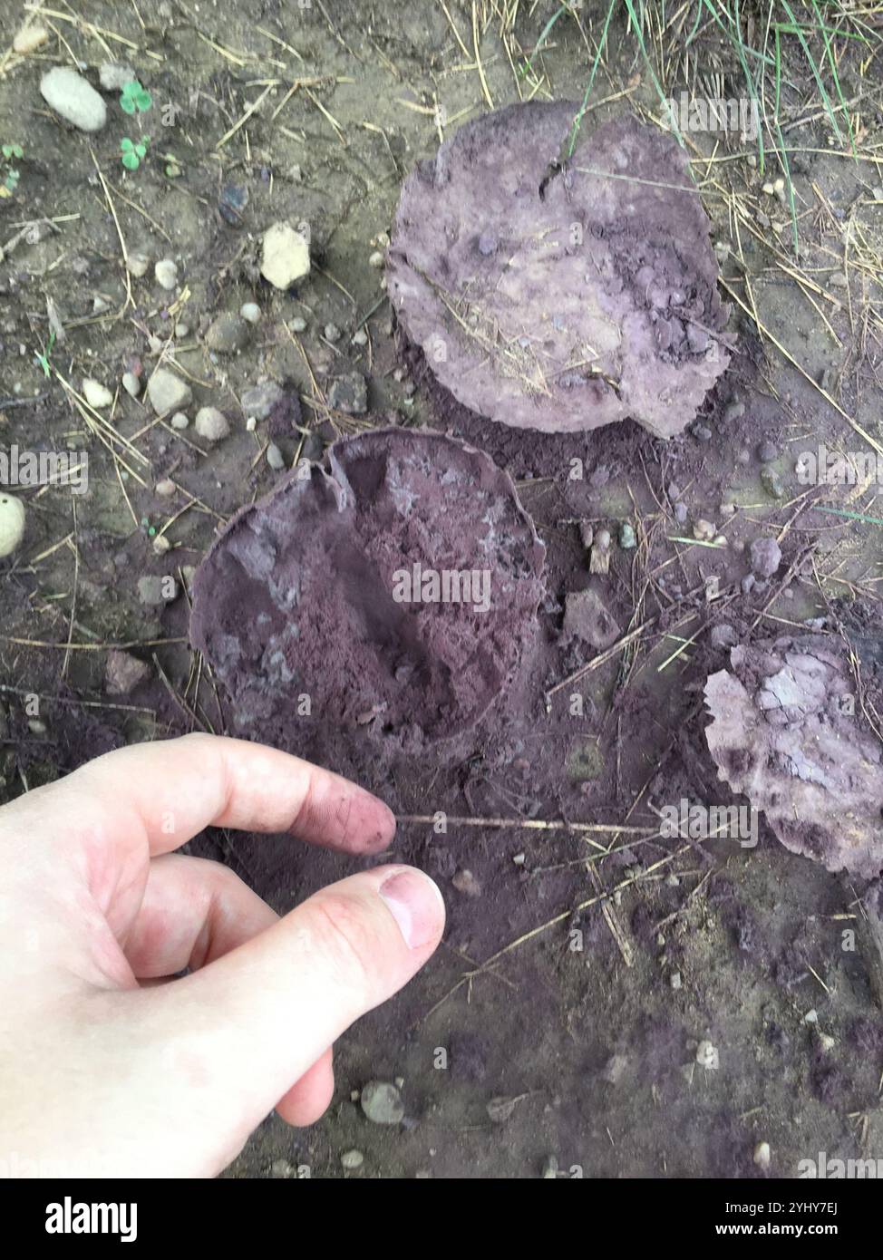 Purple-spored Puffball (Calvatia cyathiformis Stock Photo - Alamy