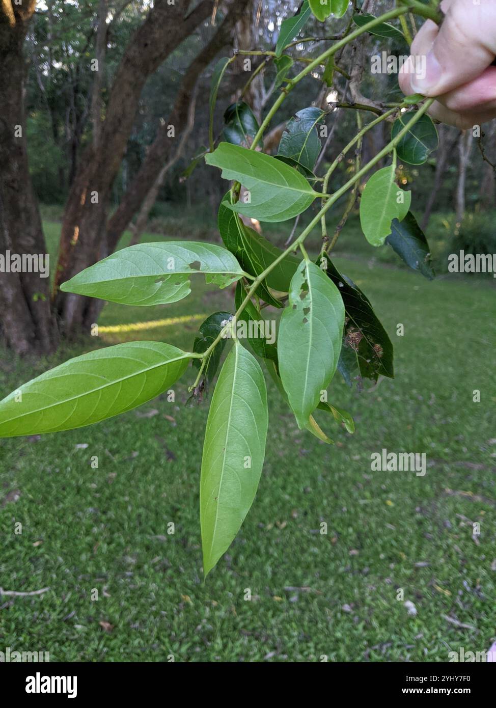Umbrella cheese tree hi-res stock photography and images - Alamy