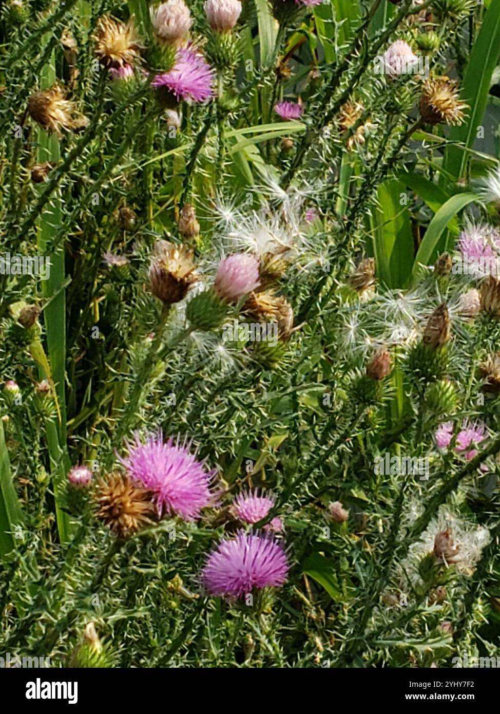 Broad winged thistle hi-res stock photography and images - Alamy