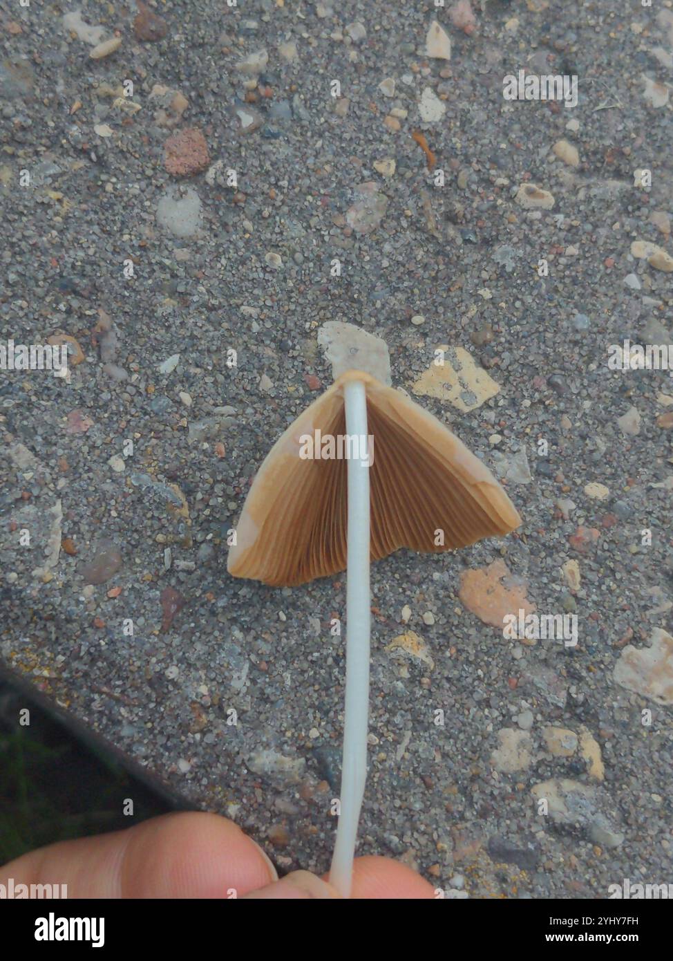Milky conecap conocybe apala hi-res stock photography and images - Alamy