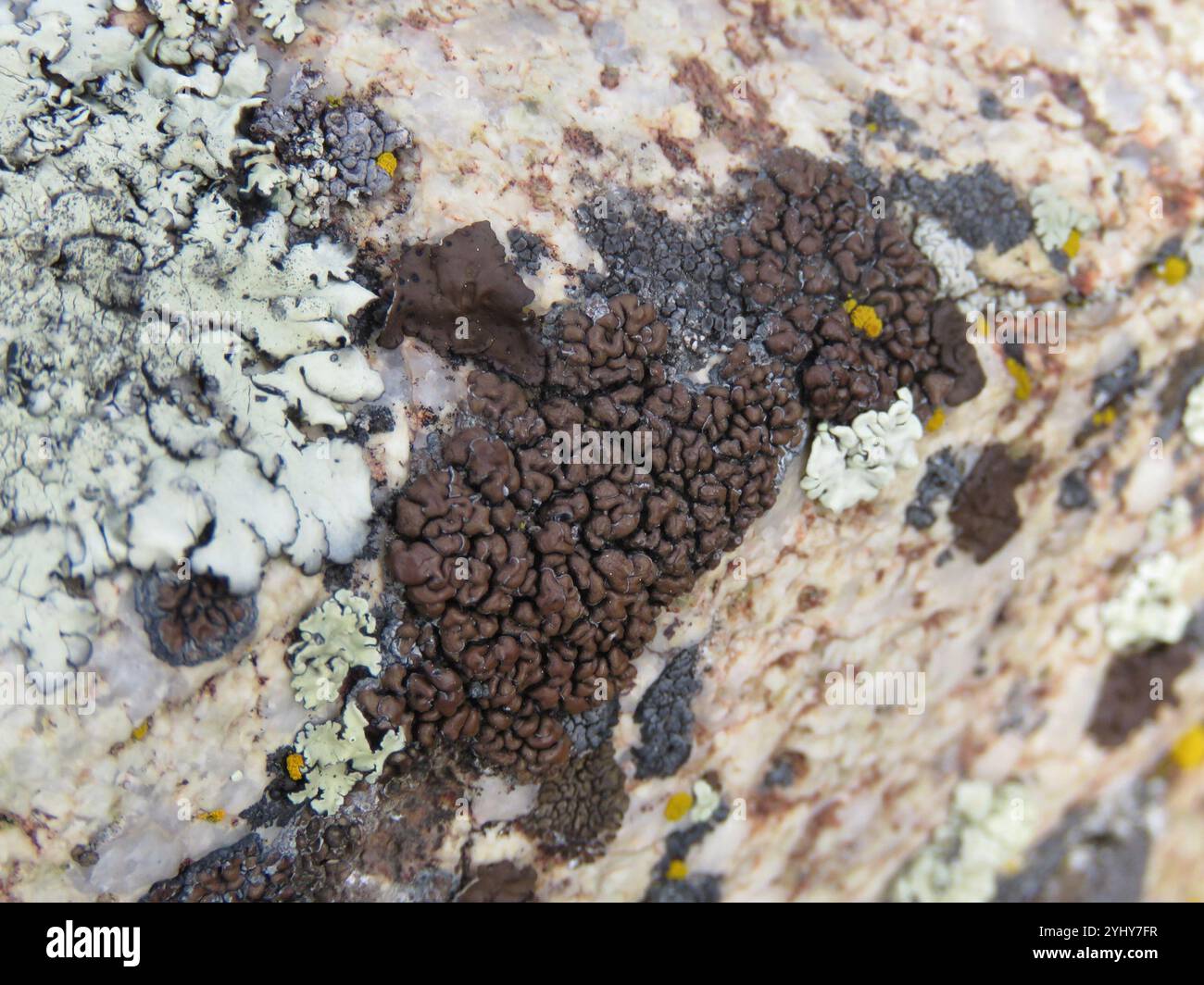 common lichens (Lecanoromycetes Stock Photo - Alamy
