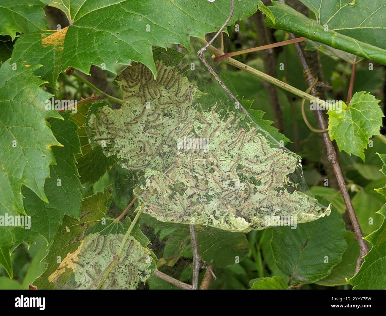 Fall Webworm Moth (Hyphantria cunea Stock Photo - Alamy