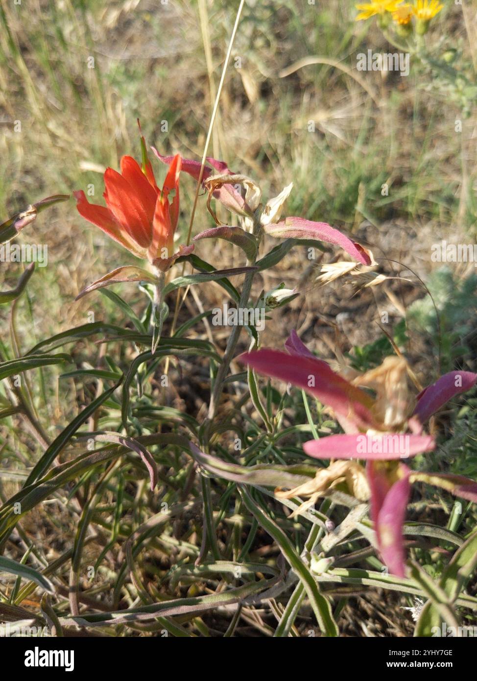 Wholeleaf Paintbrush (Castilleja integra Stock Photo - Alamy