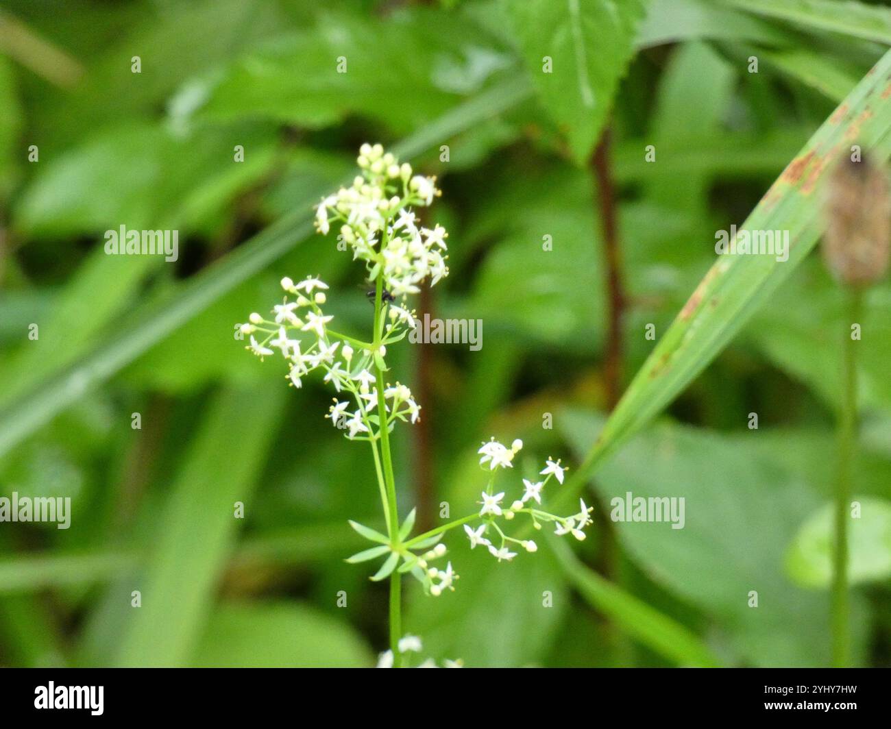 white bedstraw (Galium album Stock Photo - Alamy