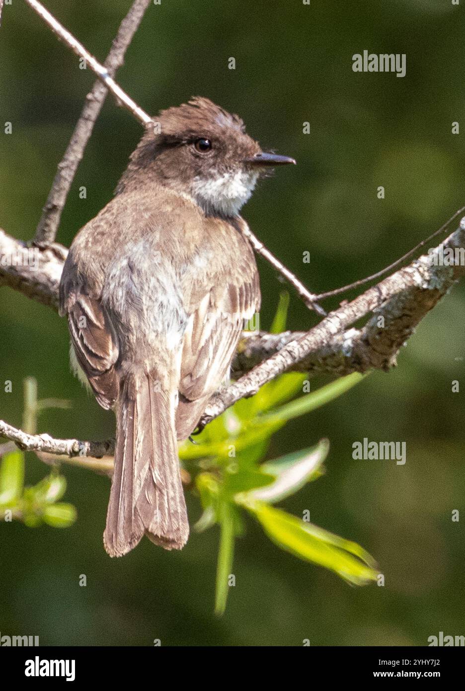 Eastern Phoebe (Sayornis phoebe Stock Photo - Alamy