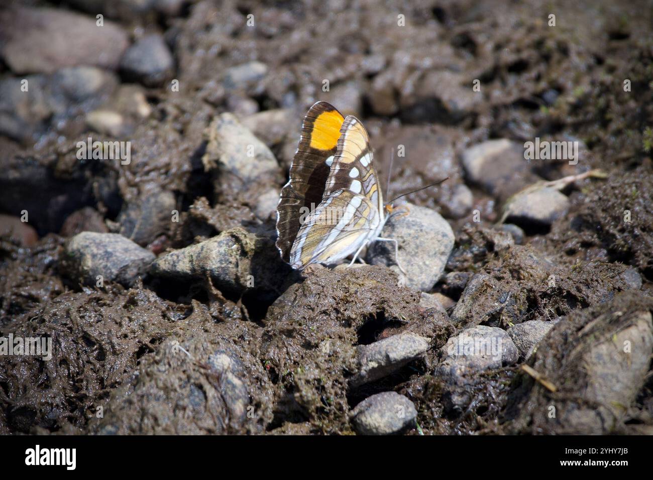California Sister (Adelpha californica Stock Photo - Alamy