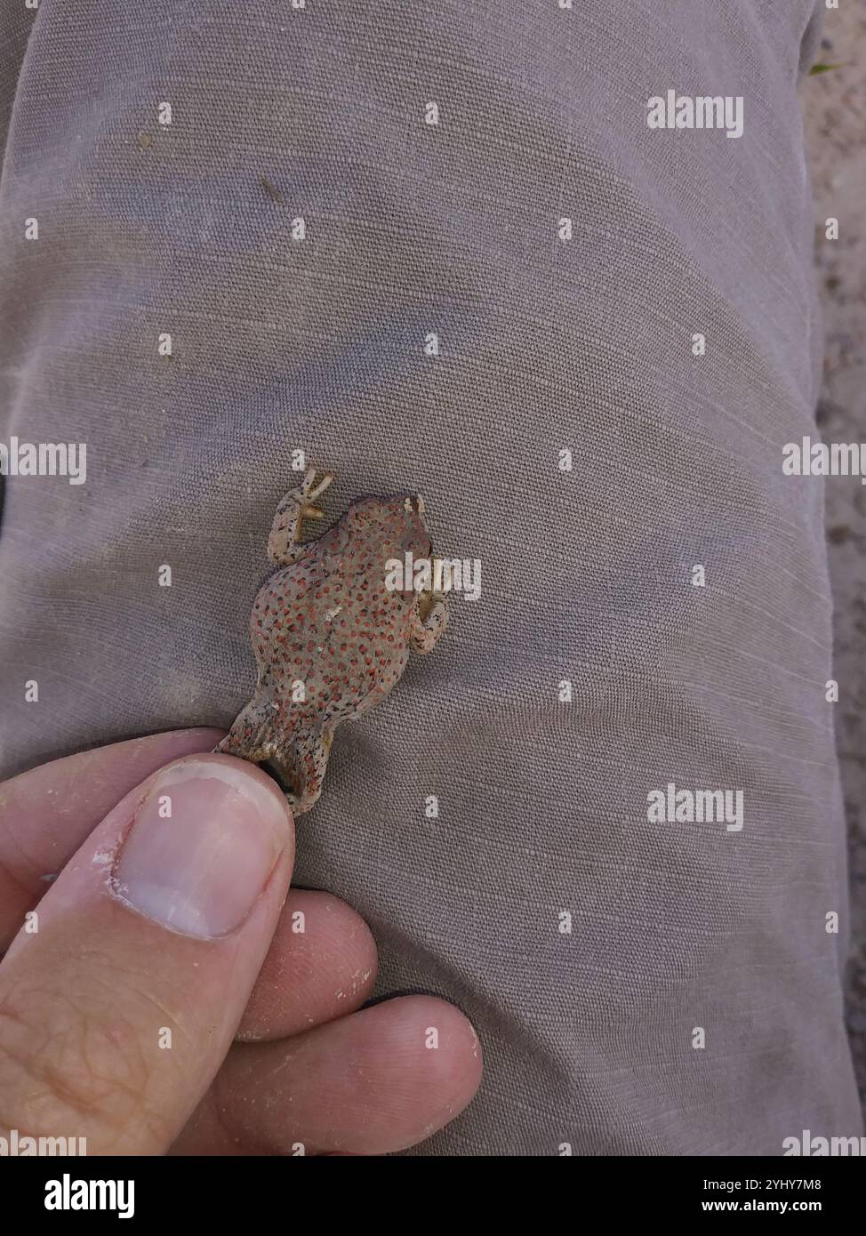 Red-spotted Toad (Anaxyrus punctatus Stock Photo - Alamy