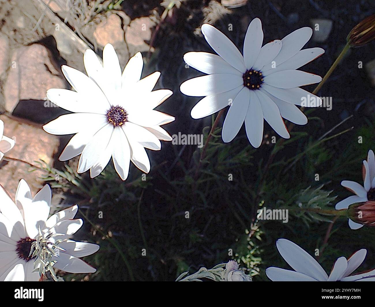 Mountain Rain Daisy (Dimorphotheca montana Stock Photo - Alamy