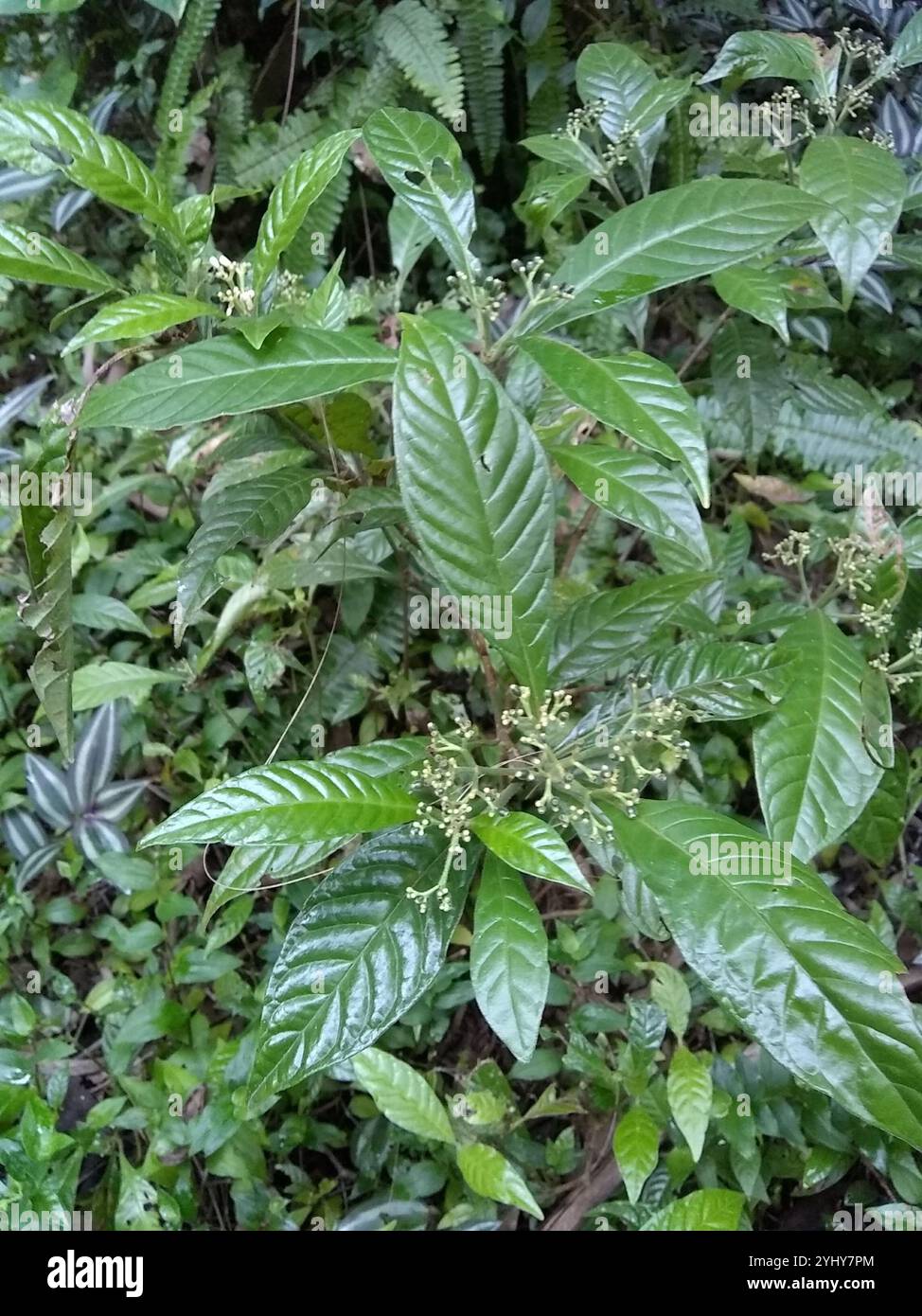 Shiny-leaved Wild Coffee (Psychotria nervosa Stock Photo - Alamy