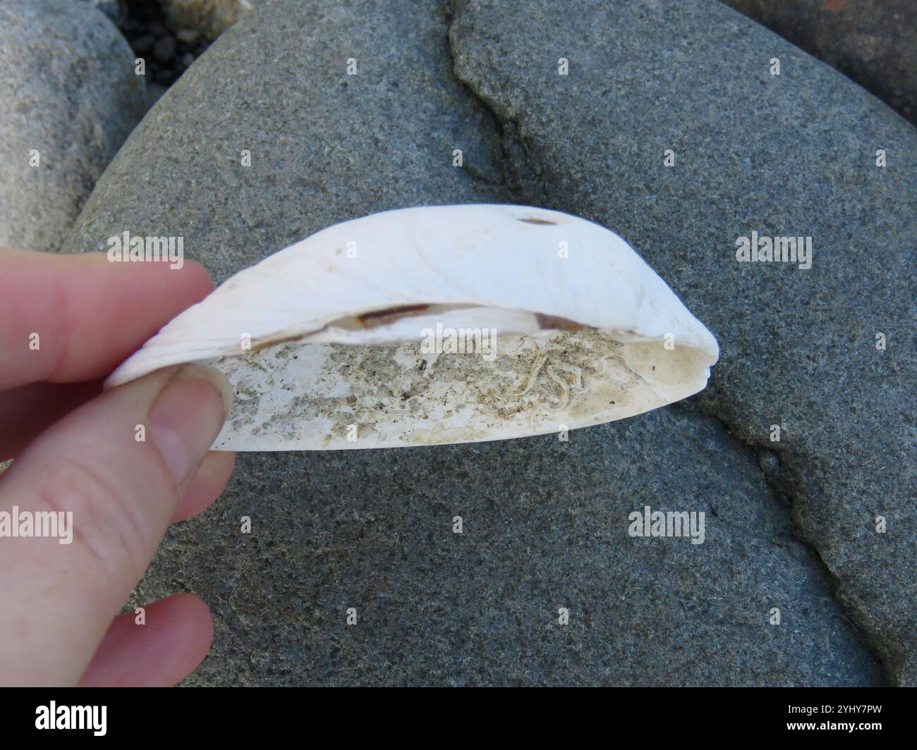 Butter Clam (Saxidomus gigantea Stock Photo - Alamy