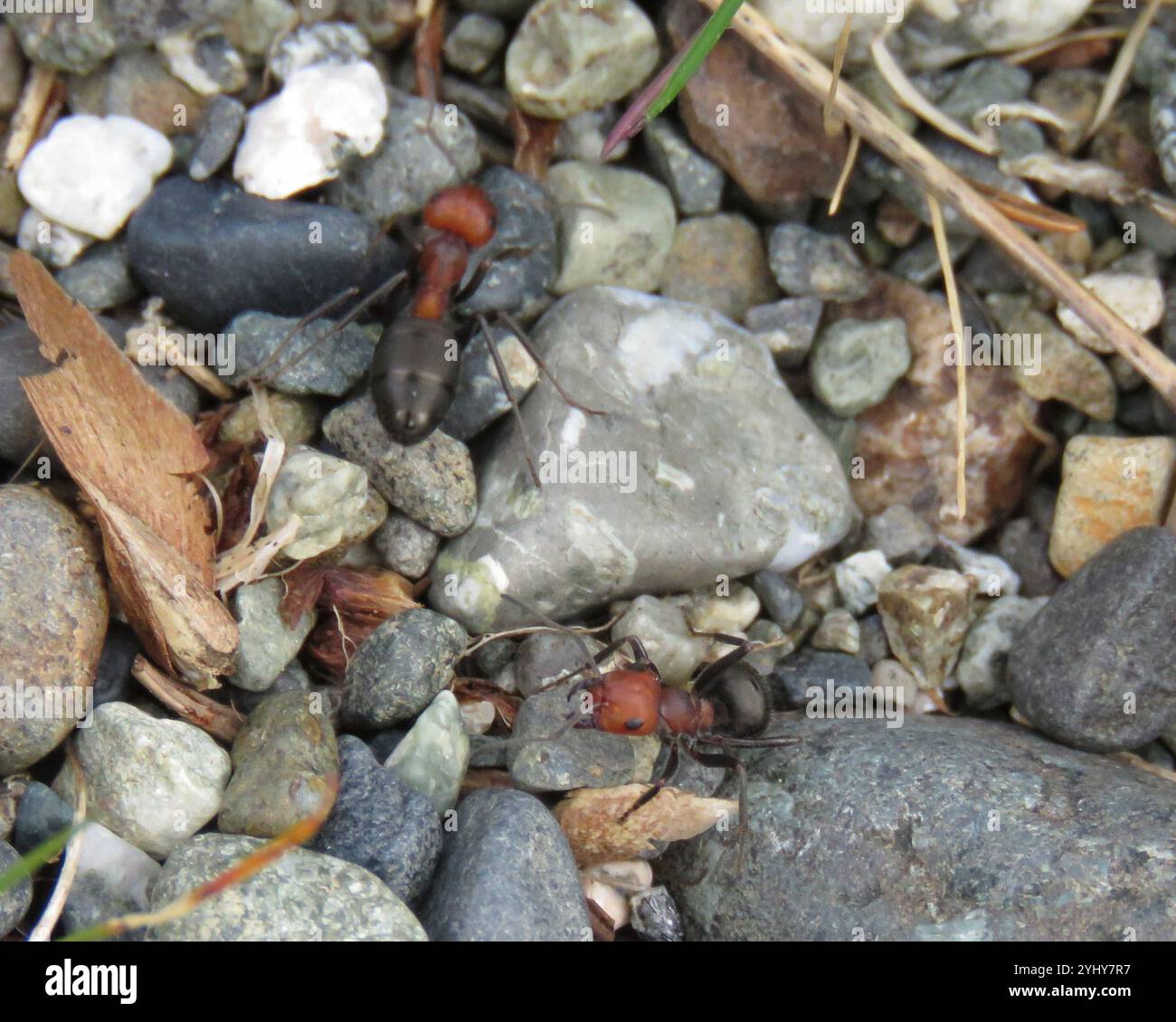 Western Thatching Ant (Formica obscuripes Stock Photo - Alamy