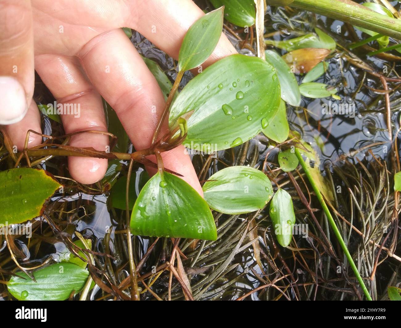 grass-leaved pondweed (Potamogeton gramineus Stock Photo - Alamy
