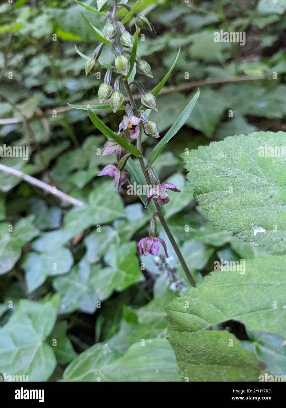 Broad-leaved helleborine (Epipactis helleborine Stock Photo - Alamy