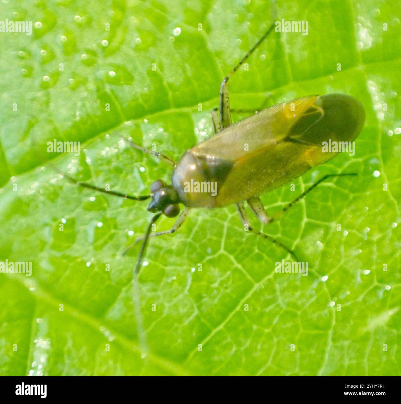 Common Nettle Flower Bug (Plagiognathus arbustorum Stock Photo - Alamy