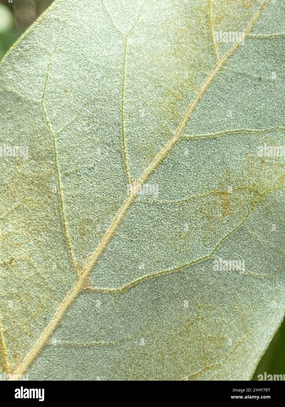 bluejack oak (Quercus incana Stock Photo - Alamy