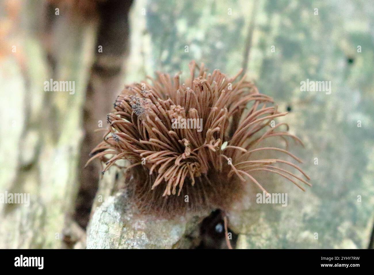 chocolate tube slime (Stemonitis splendens Stock Photo - Alamy