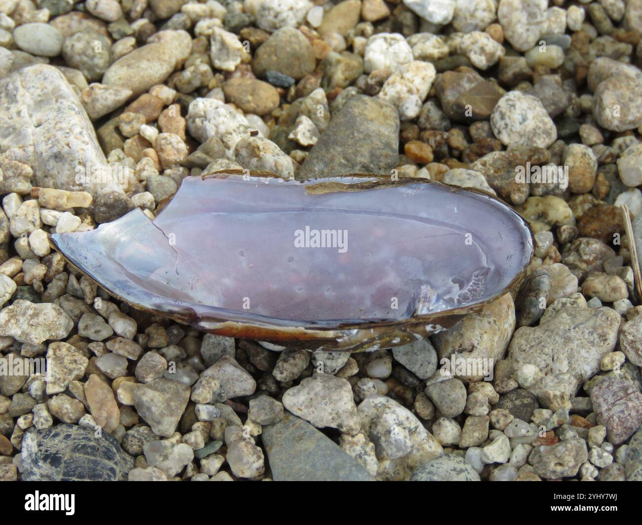 Western Pearlshell (Margaritifera falcata Stock Photo - Alamy