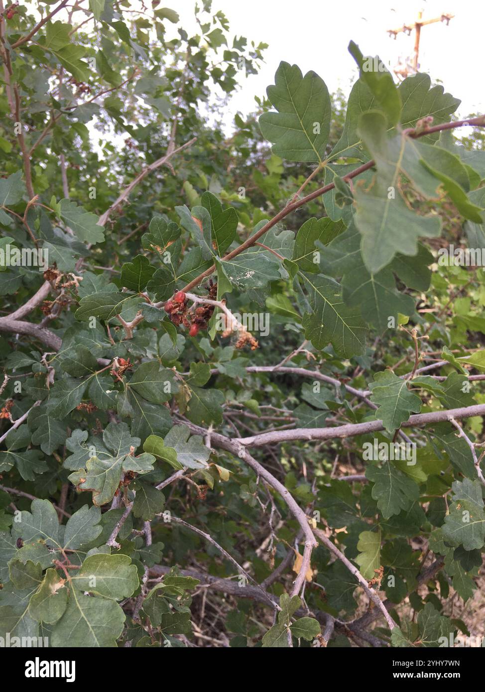fragrant sumac (Rhus aromatica Stock Photo - Alamy