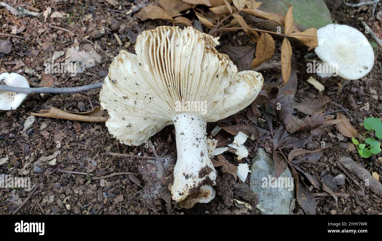 Peppery Milkcap (Lactifluus piperatus Stock Photo - Alamy