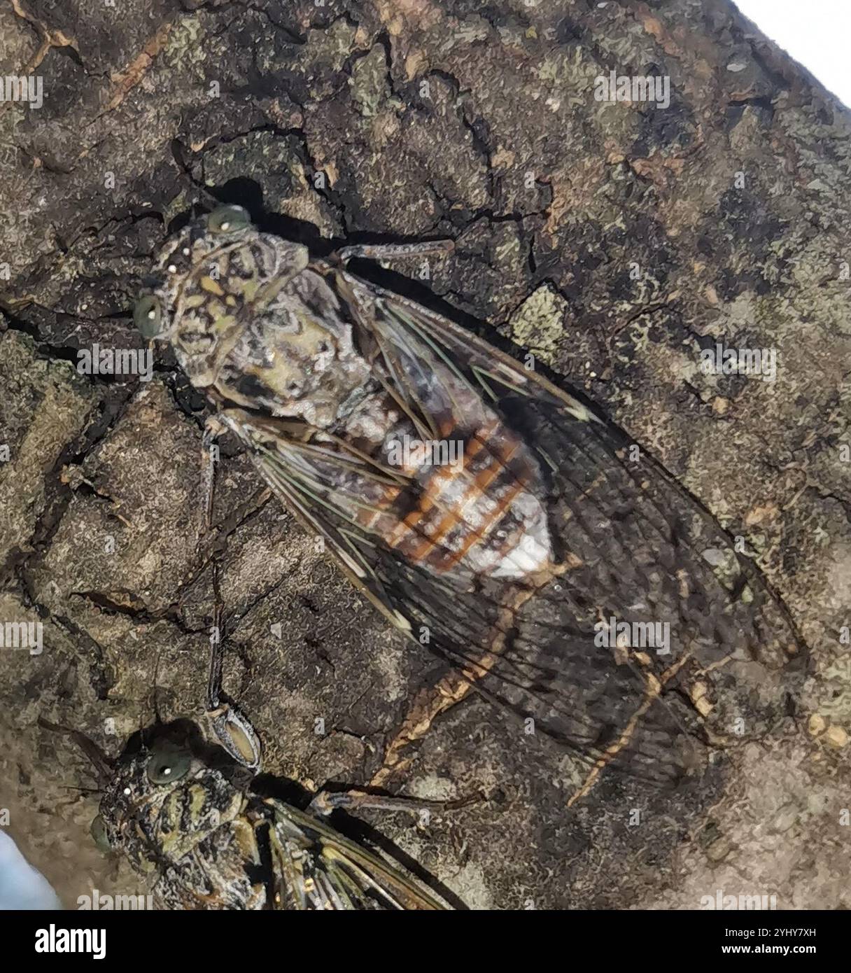 Ash Cicada (Cicada orni Stock Photo - Alamy