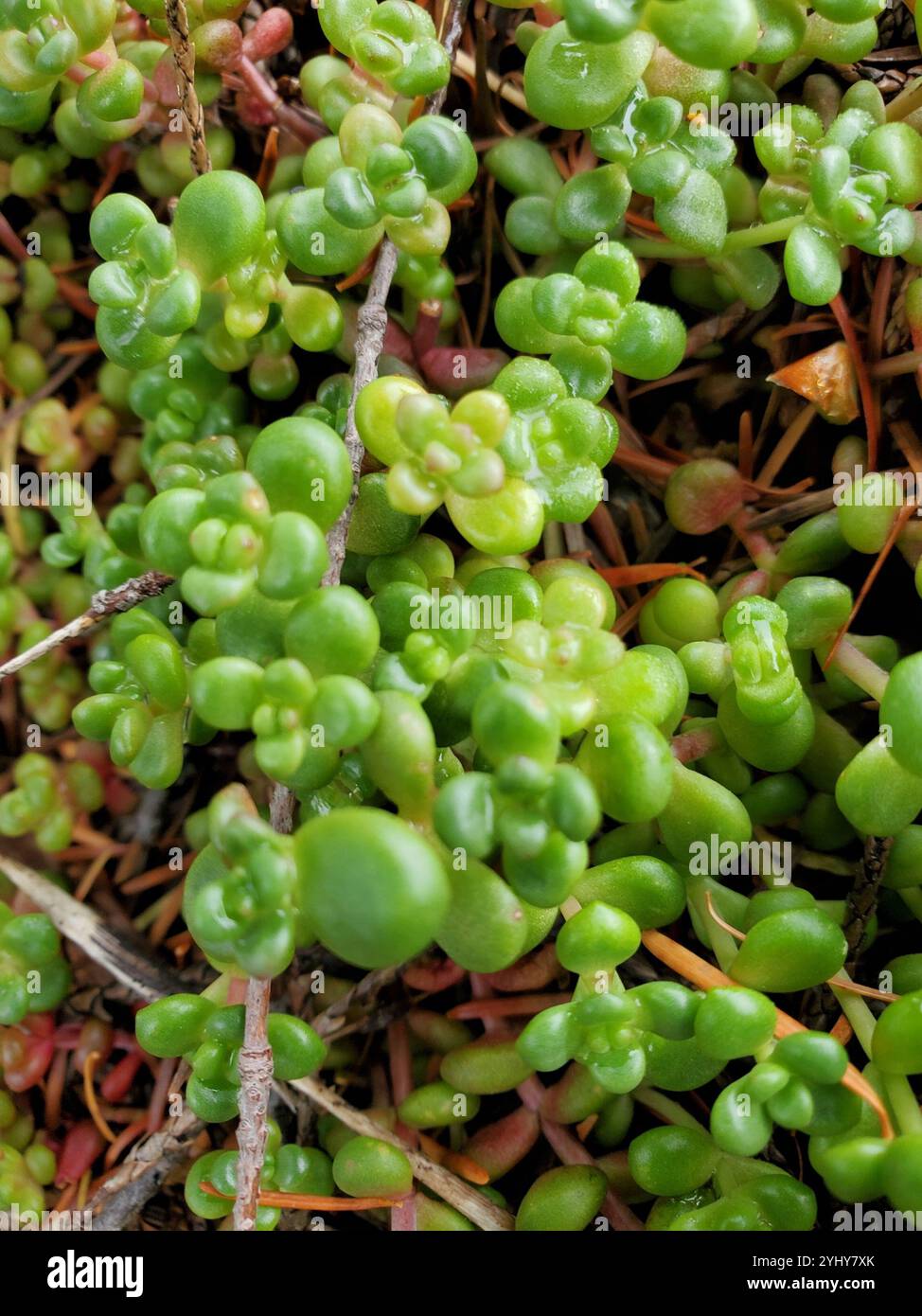 Pacific stonecrop (Sedum divergens Stock Photo - Alamy