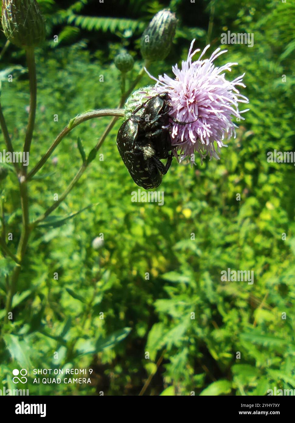 Mediterranean Spotted Chafer (Oxythyrea funesta Stock Photo - Alamy