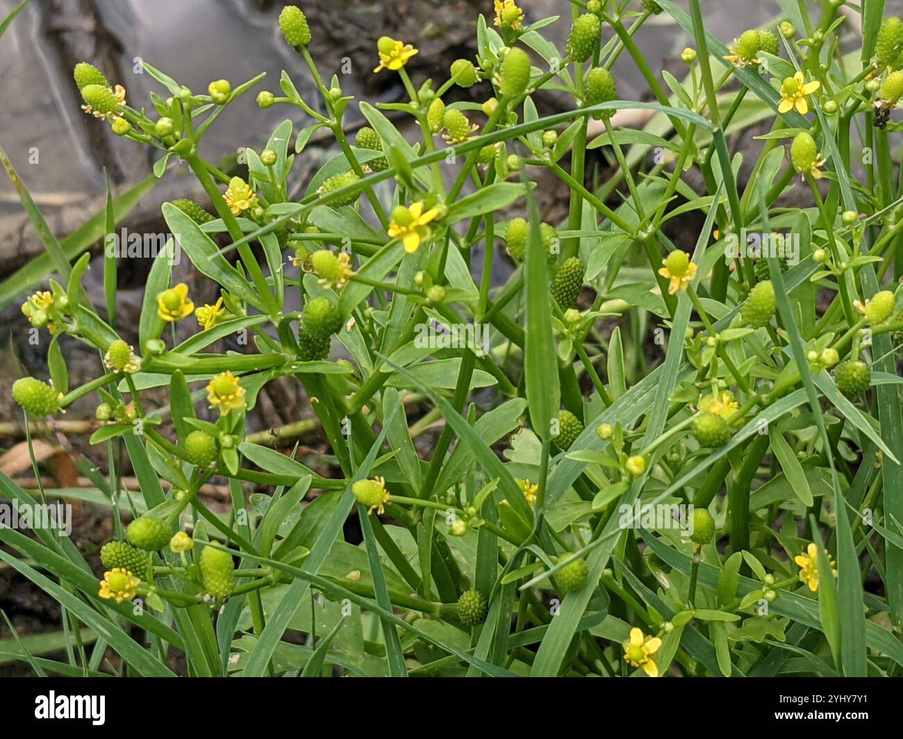 cursed crowfoot (Ranunculus sceleratus Stock Photo - Alamy