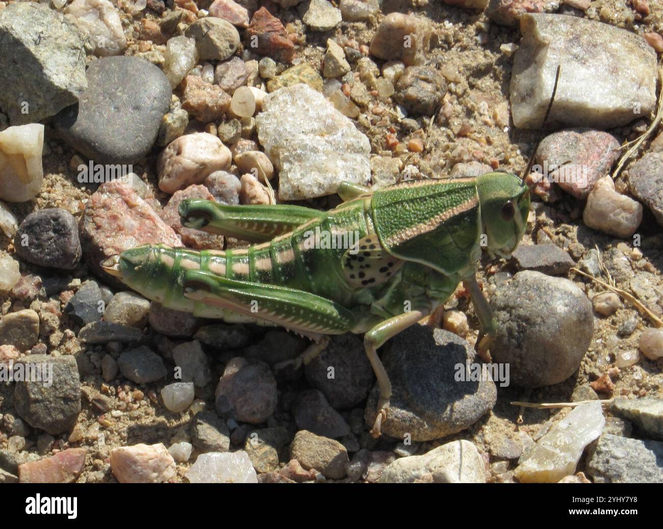 Plains Lubber Grasshopper (Brachystola magna Stock Photo - Alamy