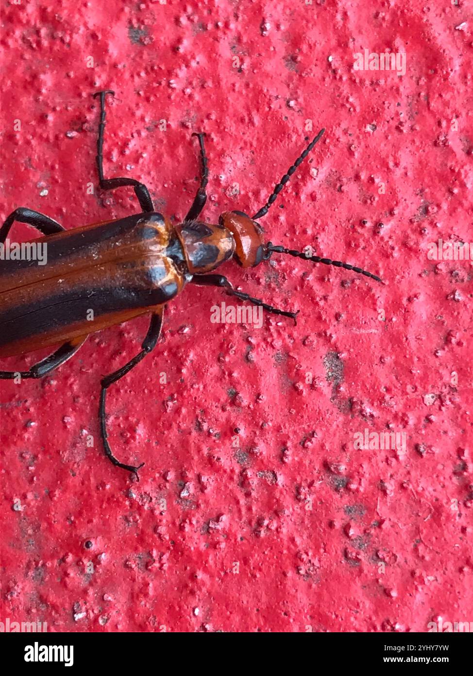 Red-margined Blister Beetle (Pyrota tenuicostatis Stock Photo - Alamy