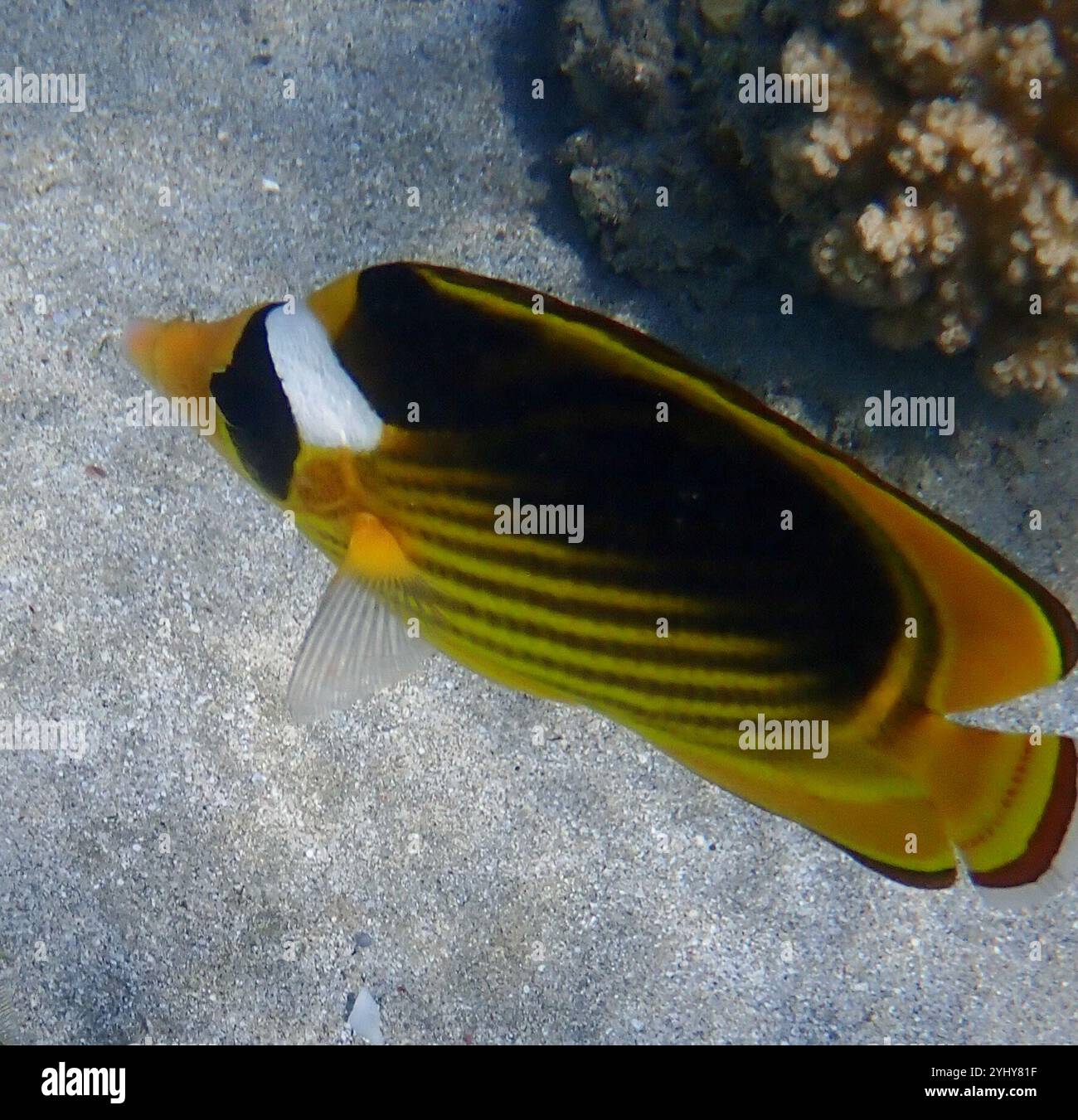 Red Sea Raccoon Butterflyfish (Chaetodon fasciatus Stock Photo - Alamy