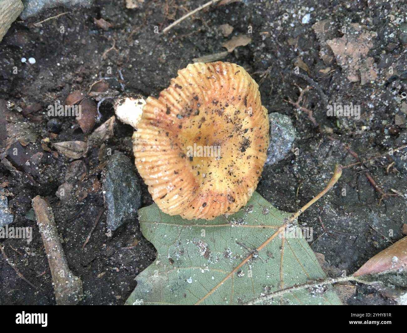 Russula pectinatoides hi-res stock photography and images - Alamy