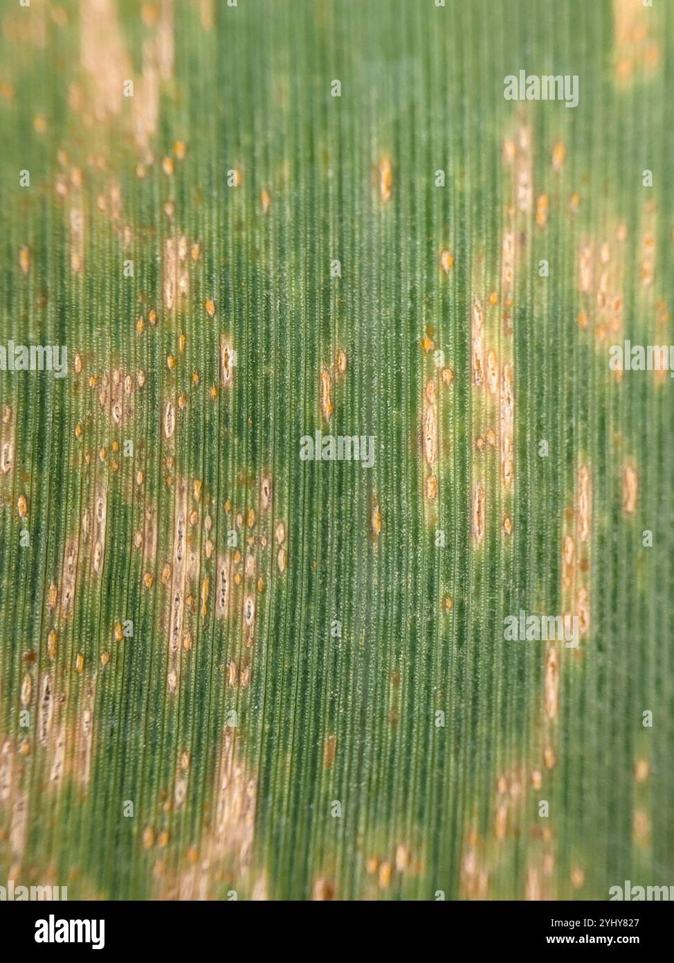 rust fungi (Pucciniales Stock Photo - Alamy
