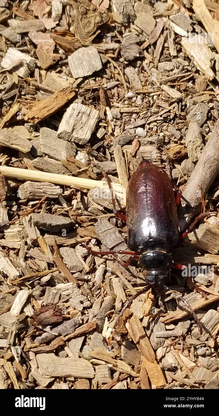 California Root Borer (Prionus californicus Stock Photo - Alamy