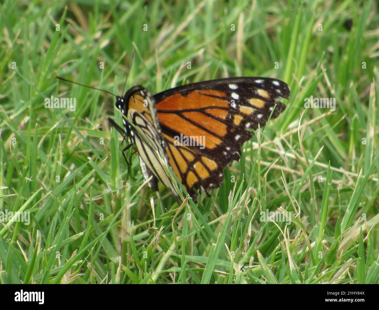 Viceroy (Limenitis archippus Stock Photo - Alamy