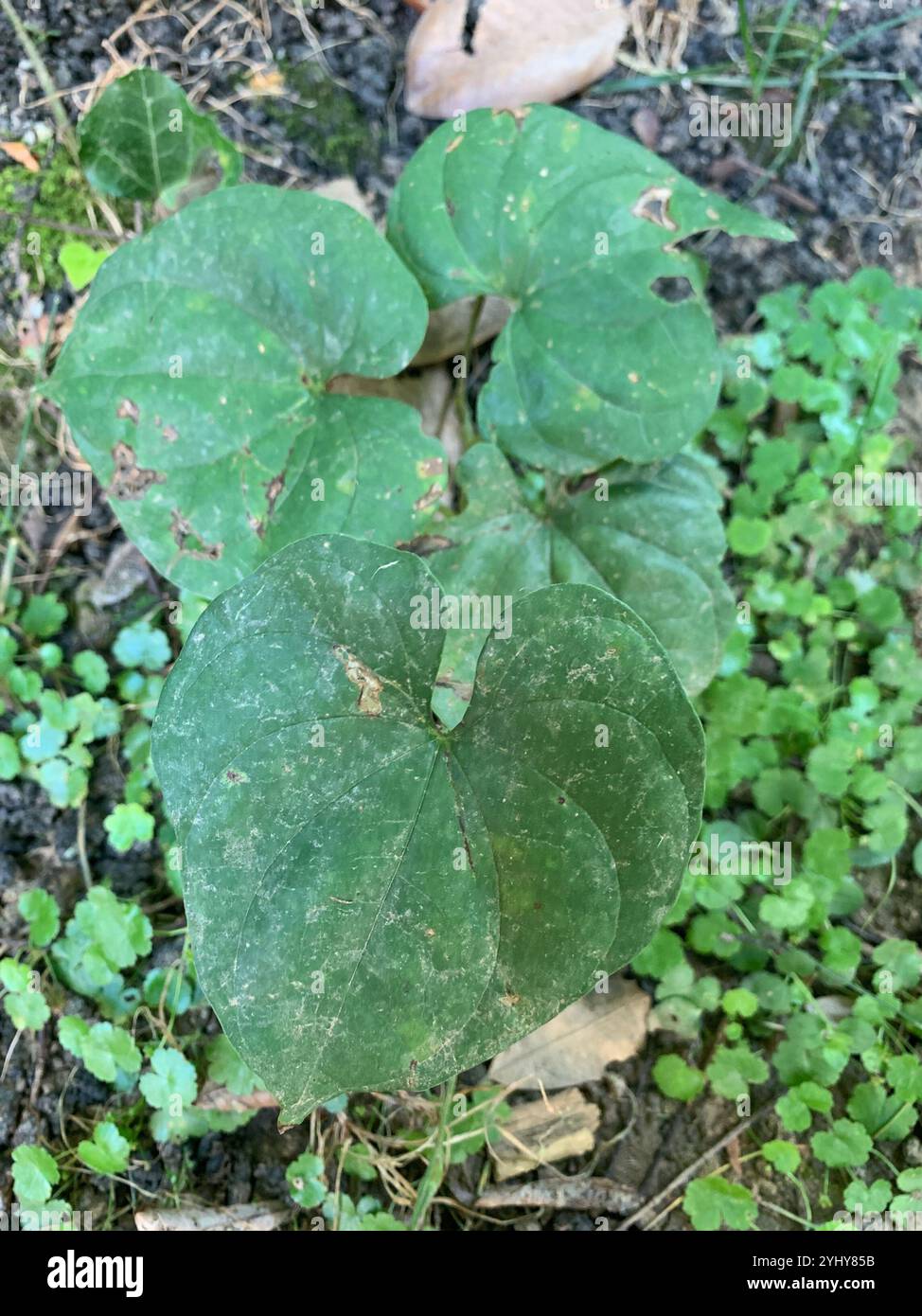 Chinese yam (Dioscorea polystachya Stock Photo - Alamy