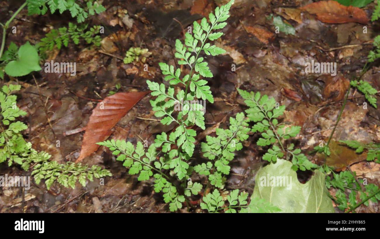lowland brittle fern (Cystopteris protrusa Stock Photo - Alamy