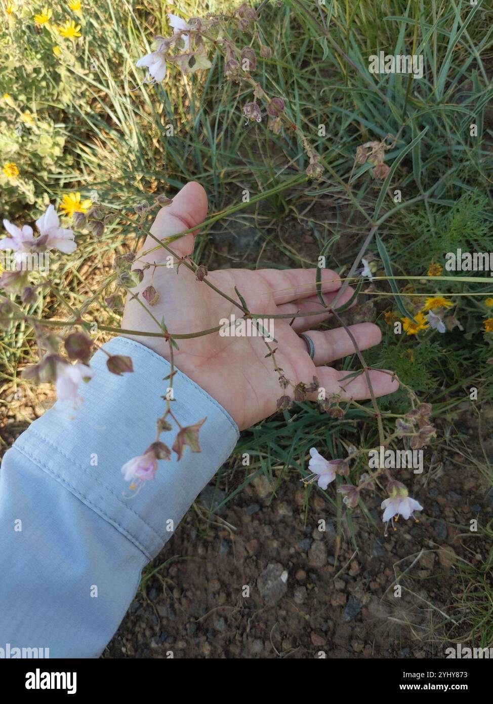 Narrowleaf Four o'Clock (Mirabilis linearis Stock Photo - Alamy
