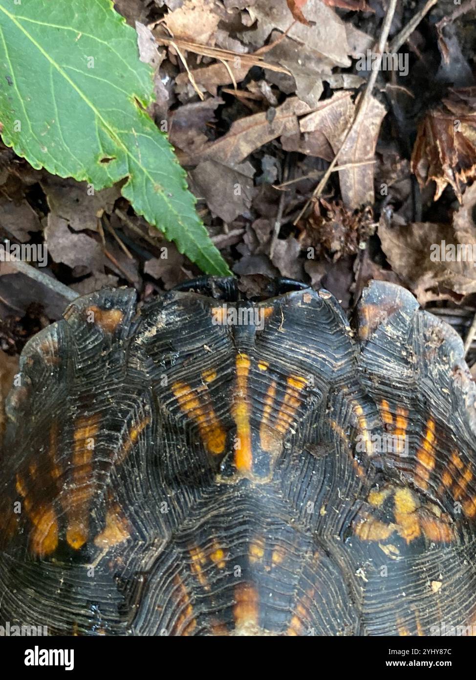 Common Box Turtle (Terrapene carolina Stock Photo - Alamy