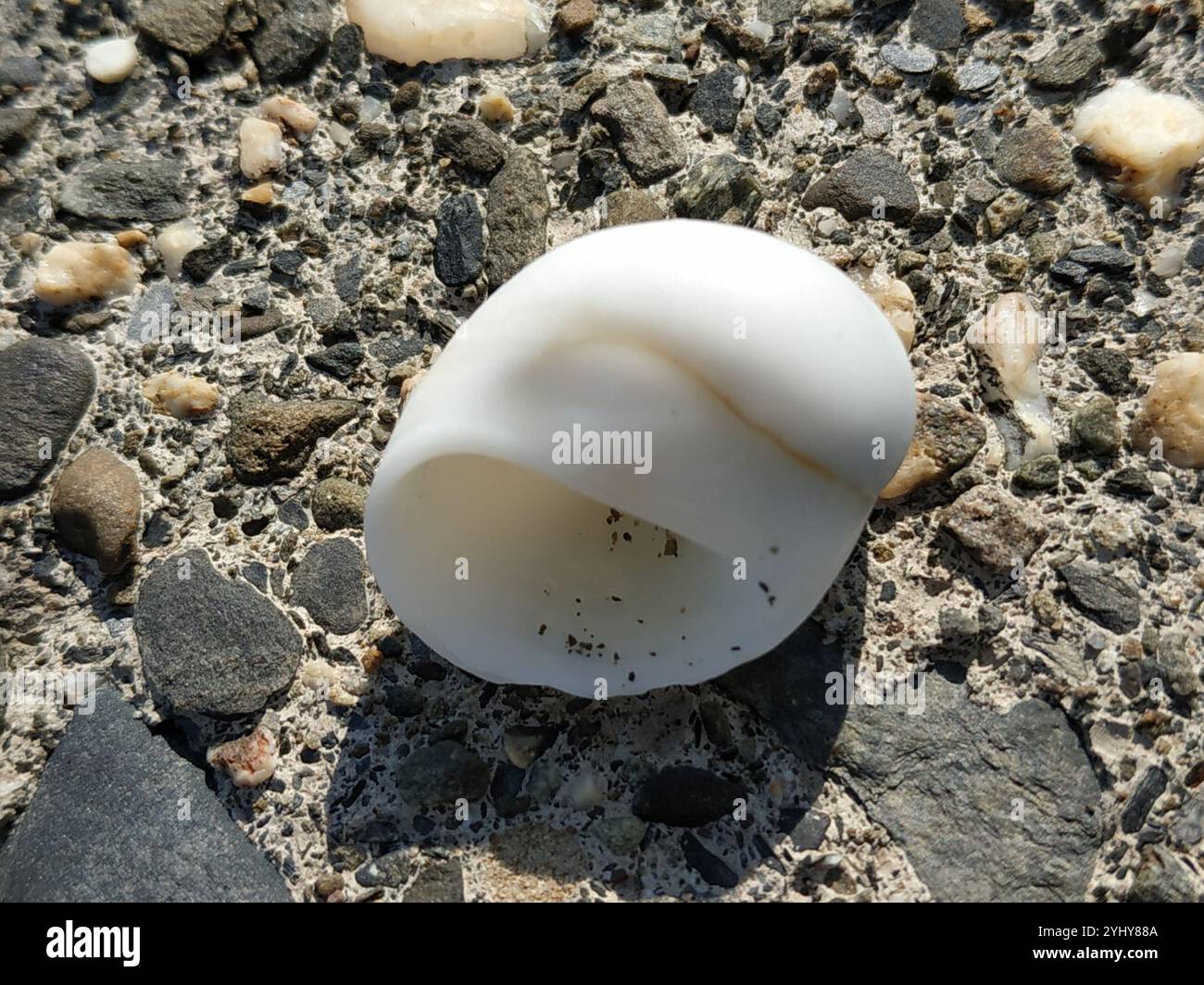 Polinices hi-res stock photography and images - Alamy