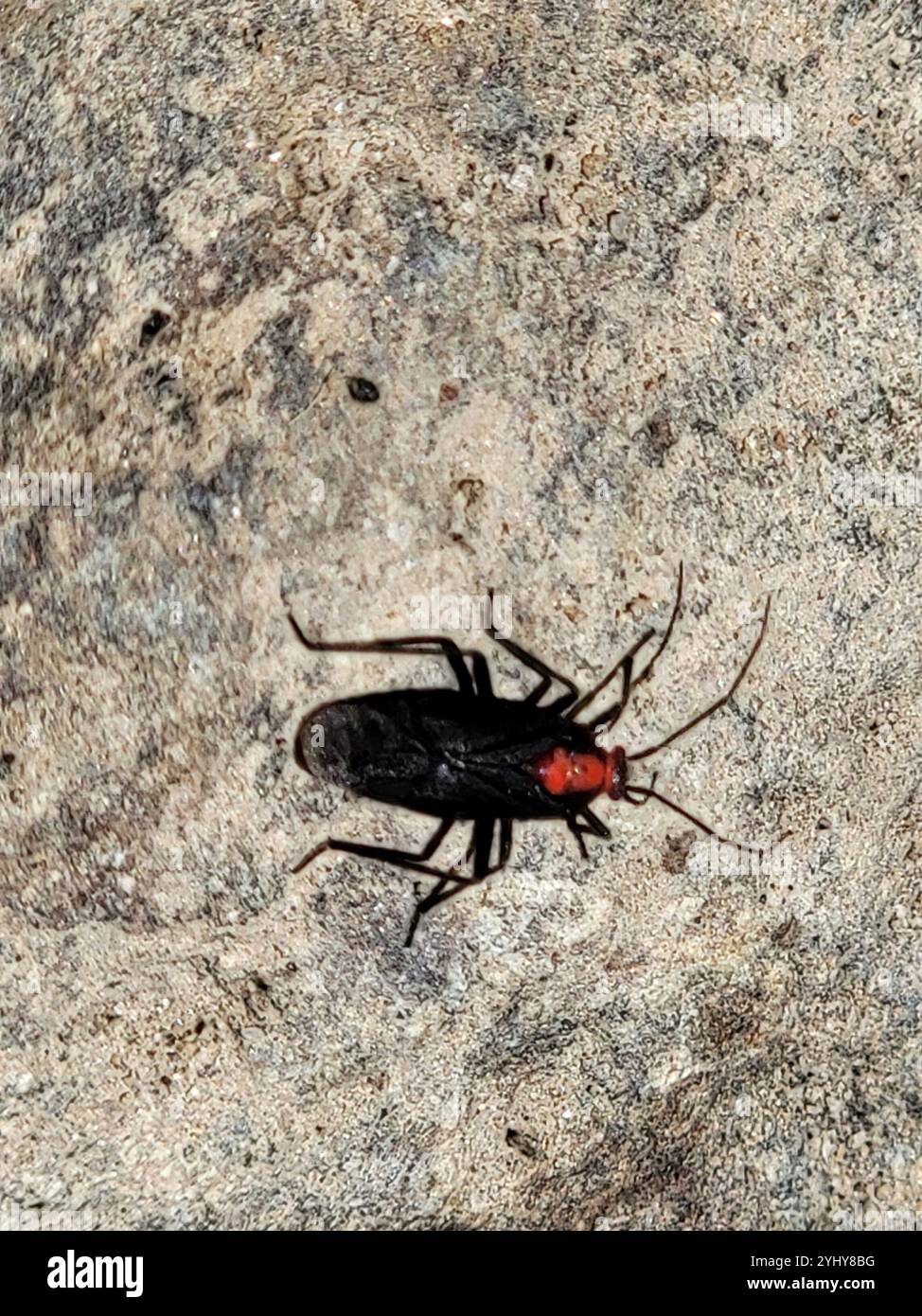 Prepops hi-res stock photography and images - Alamy