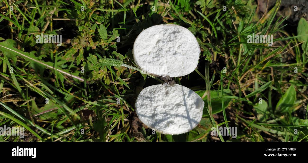 Meadow Puffball (Lycoperdon pratense Stock Photo - Alamy