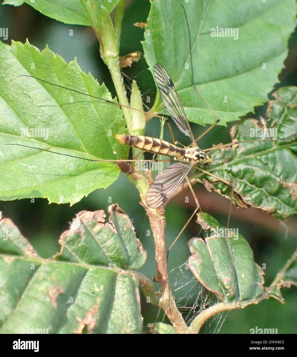 four-spotted cranefly (Nephrotoma quadrifaria Stock Photo - Alamy