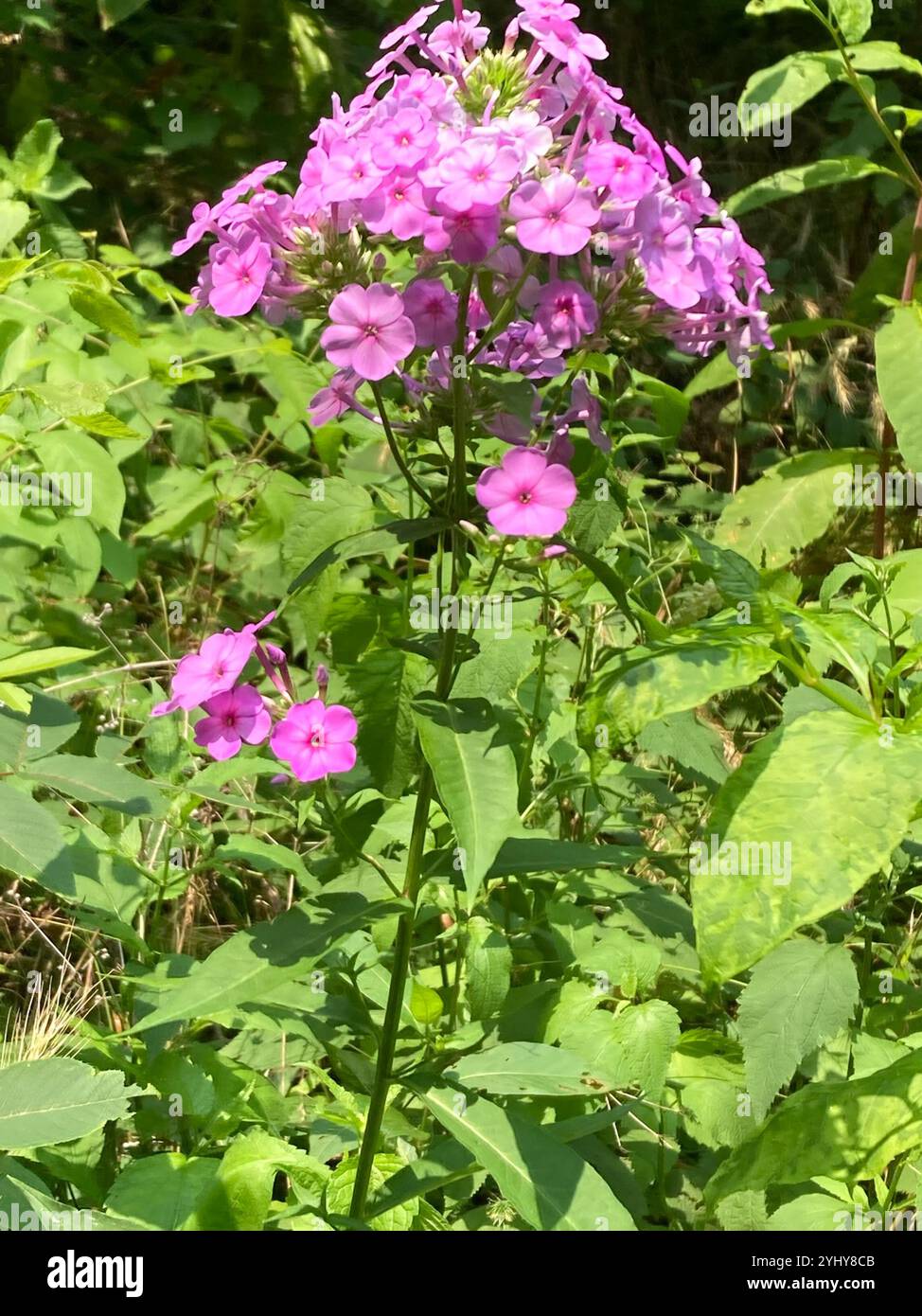 fall phlox (Phlox paniculata Stock Photo - Alamy