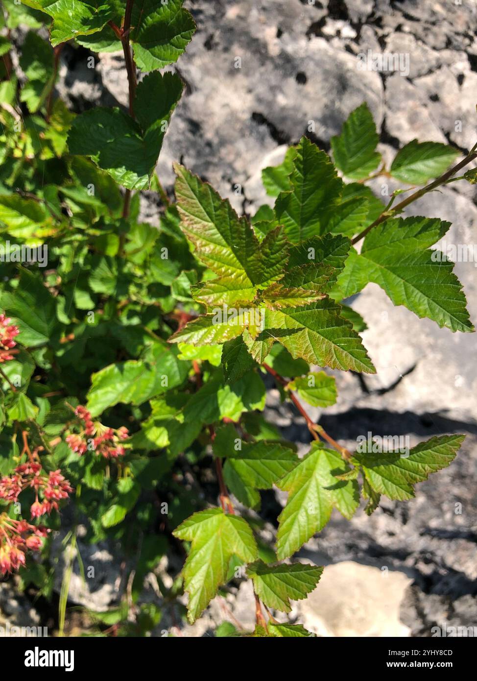 common ninebark (Physocarpus opulifolius Stock Photo - Alamy