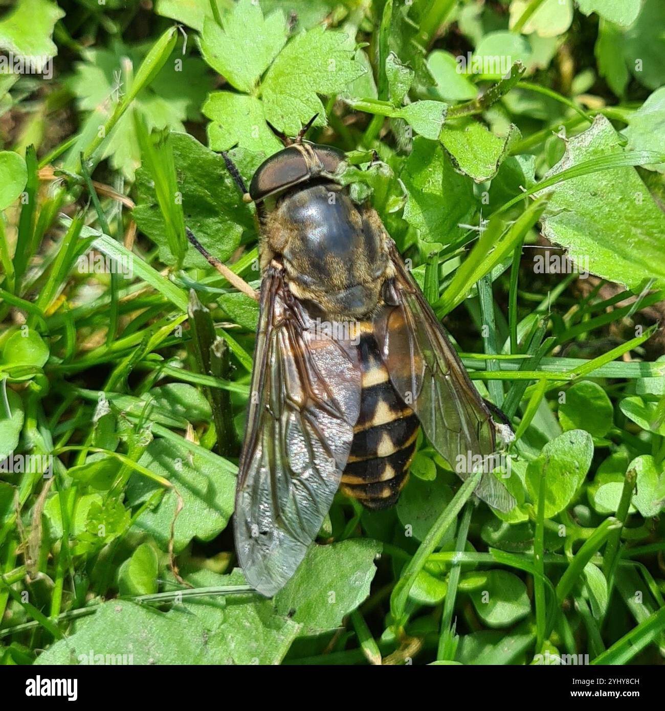 Horse and Deer Flies (Tabanidae Stock Photo - Alamy
